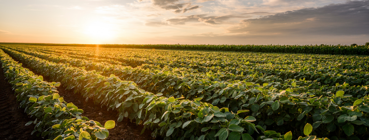 Wisconsin Soybean Association - Wisconsin Soybean Program