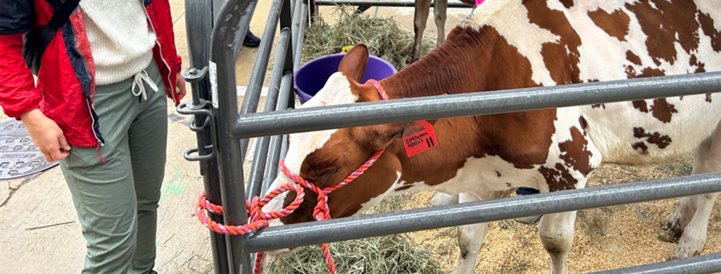 Soy checkoff moooooves into Cows on the Concourse - Wisconsin Soybean ...